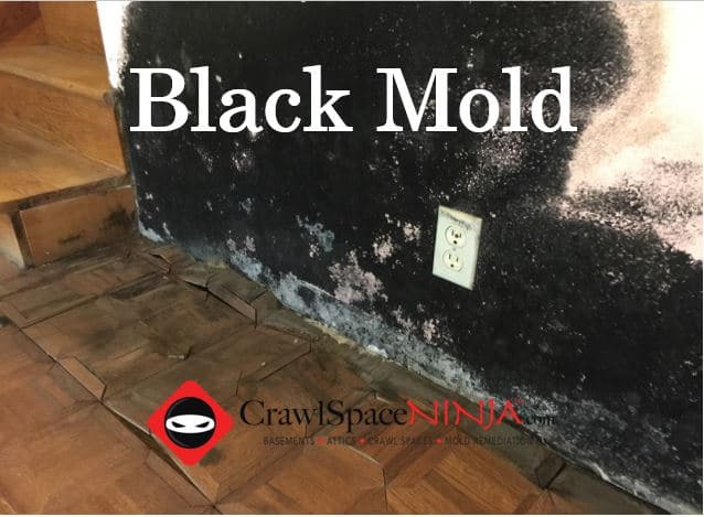 Black Mold - Stachybotrys | Where is it found and what to do