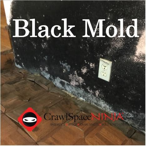 Black Mold - Stachybotrys | Where is it found and what to do