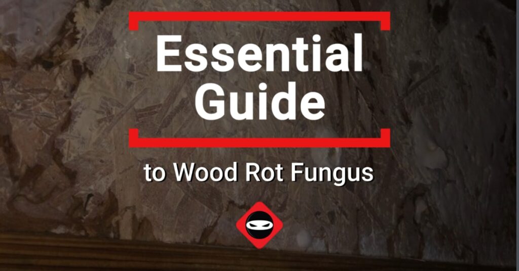 Essential Guide to Wood Rot Fungus | Crawl Space Ninja (865) 659-0390